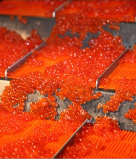 Catalog of products from fish processing company Nikko